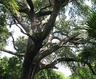 The Devil Tree | HNN