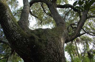 The Devil Tree | HNN