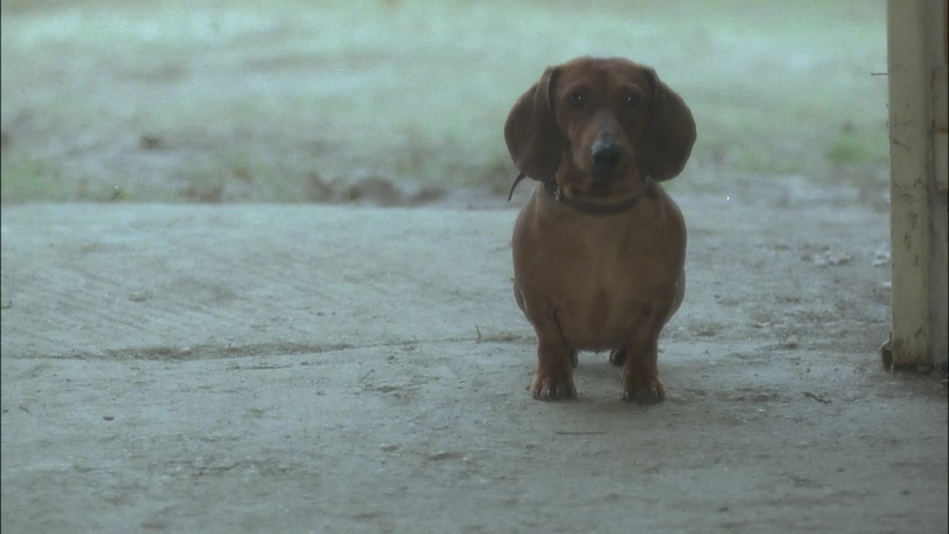 Film Review: Angst (1983) - Review 2 | HNN