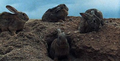 Film Review: Night of the Lepus (1972) | HNN