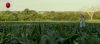 Film Review: Lavender (2016) | HNN