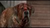Stephen King's 10 Scariest Movie Monsters | HNN